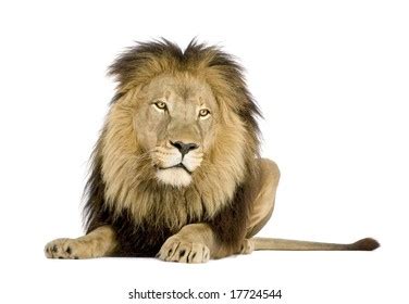 Lion Half Years Panthera Leo Stock Photo Shutterstock
