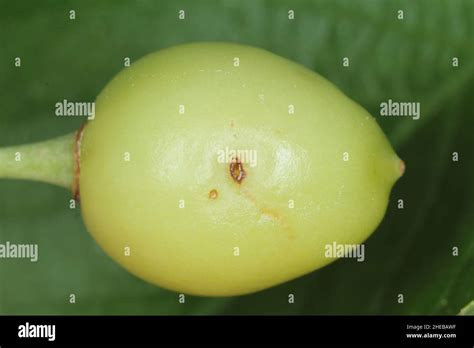 Rhagoletis Cerasi Is A Species Of Tephritid Fruit Fly Known By The
