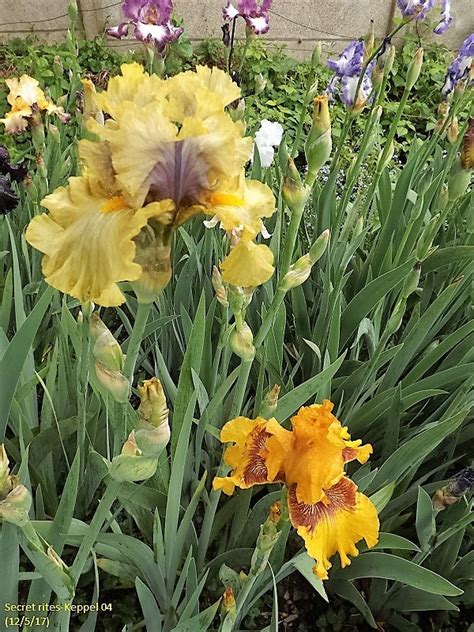 Iris Secret Rites Keith Keppel 2004