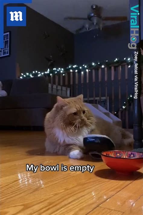 Impatient Cat Asks For Food House Cat Food This Impatient Cat