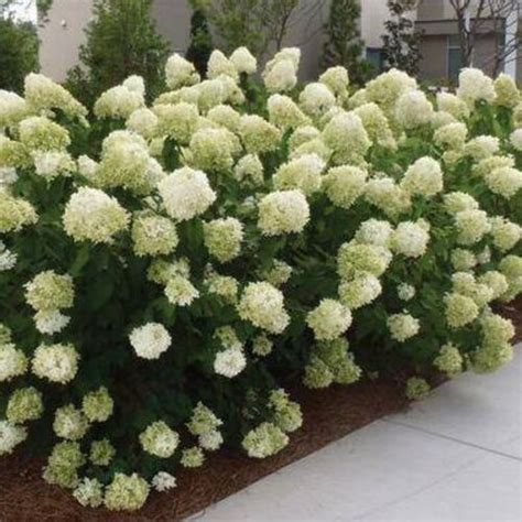 Гортензия метельчатая Лаймлайт/Hydrangea paniculata Limelight 80-100 ...