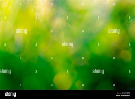 Blurred Fresh Green Grass Field In The Early Morning Green Leave With