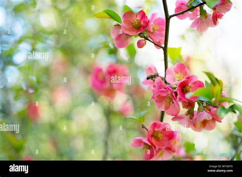 Flowering Trees In Spring Stock Photo Alamy