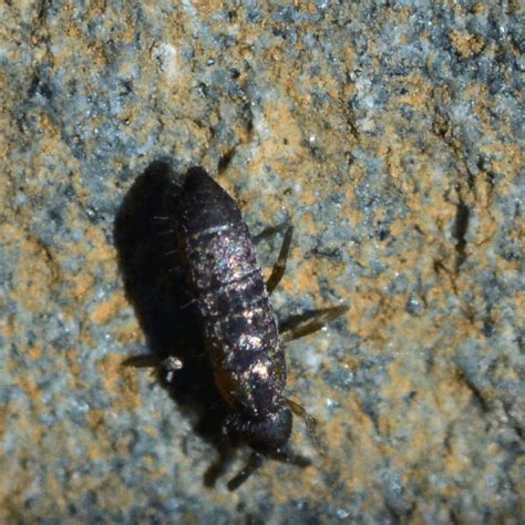 Understanding Springtails Identifying And Managing Tiny Home Invaders Stl Pest Control
