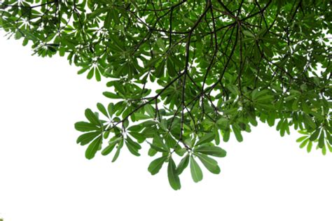 Tree Leaves PNGs For Free Download