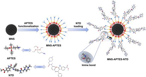 Schematic Representation Of The Surface Modification And Loading Of The Download Scientific