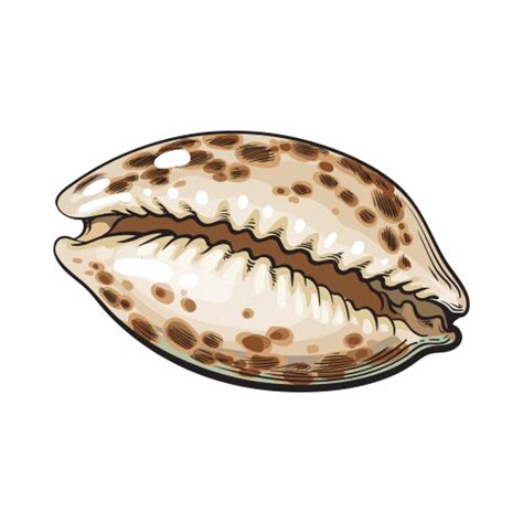 Sea Shell With Pearl Hand Drawn Sketch Royalty Free Vector