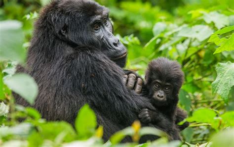 4 Days Virunga Gorilla Trek And Nyiragongo Hiking Safari Congo Tour