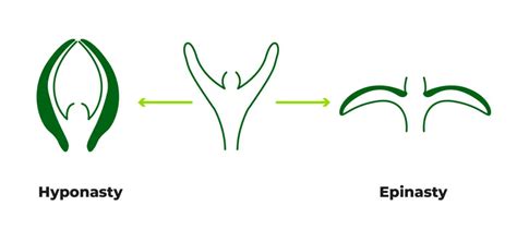 Tackling Plant Hypoxia With Advanced Biosolutions Rovensa Next Global