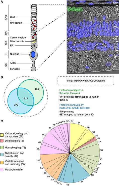 Proteomic Description Of The Retina Ros Inventory And Go Analysis A Download Scientific