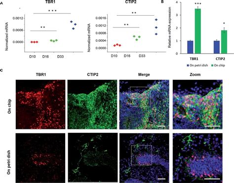 spatial organization of cortical neuron subtypes of brain organoids on