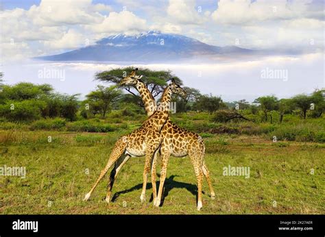 Giraffes And Mount Kilimanjaro In Amboseli National Park Stock Photo