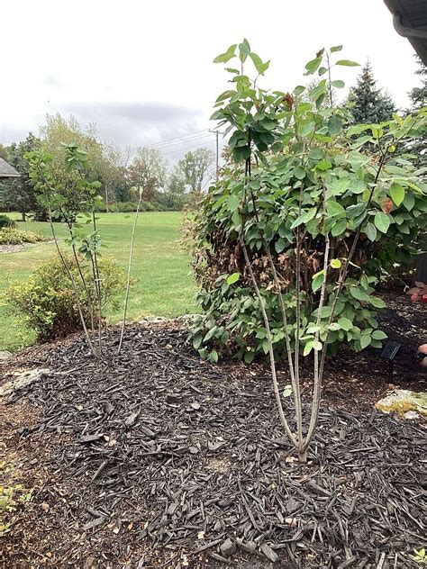 Sweet Bubba Seedless Desert Willow Trees For Sale
