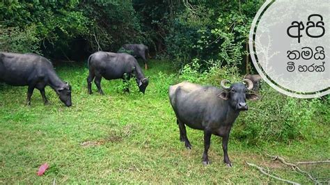 අහලා තිබුනට දැකලා නෑ නේද අපි තමයි මී හරක් 🐄 🐄 Youtube