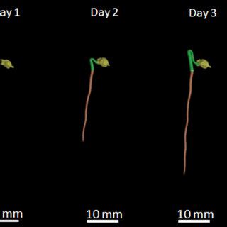 Exemplar Temporal Representation Of 3D Reconstructions Of A Naked Sugar