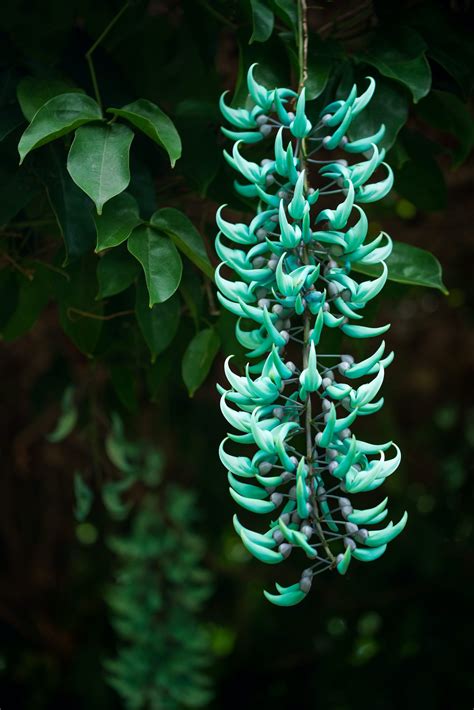 Jade Vine Agriculture Monthly