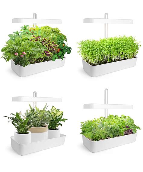 Growled Indoor Herb Garden Kit