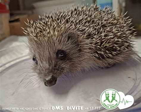 Дивите Тези дни ежета от близо и далеч прииждат за лечение някои от съвсем малка възраст