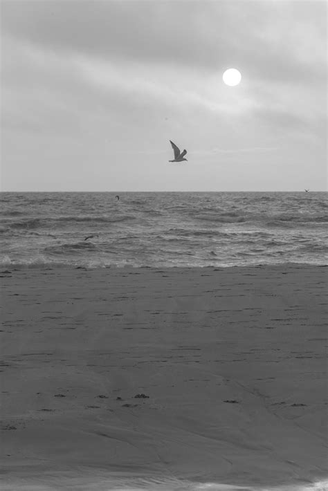 Greyscale Shot Of Sea And Beach At The Dutch North Sea 35205904 Stock