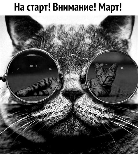 Мартовский кот в очках And Мемы с кошками And Фото МУРЧИМ РФ Katzen