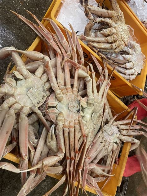 노량진수산물시장 새벽 도매시장 대게 및 킹크랩 싸게구매하고 왔어요 살수율 8~90 네이버 블로그
