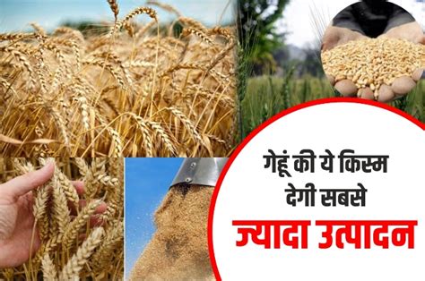 गेहूं की Hi 8663 किस्म देगी 90 क्विंटल प्रति हेक्टेयर पैदावार जानें
