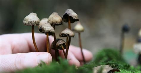 Las Drogas Alucinógenas Y Sus Efectos ¿quÉ Son Las Drogas AlucinÓgenas