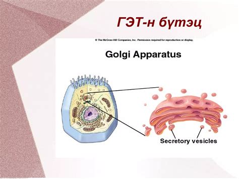 амьтны эсийн бүтэц Odp