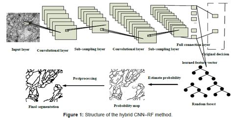 Biomimetics Biomaterials Tissue Engineering Hybrid Cnn Rf Method