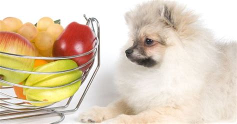 Top 10 What Fruits Can Dogs Eat Petguide
