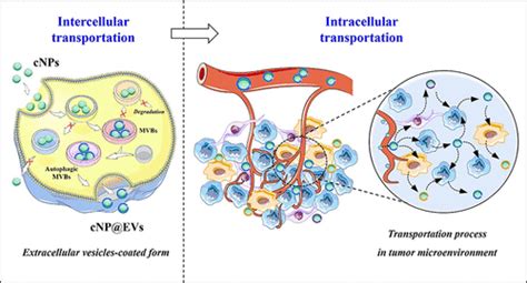 Extracellular Vesicles Facilitate The Transportation Of Nanoparticles Within And Between Cells