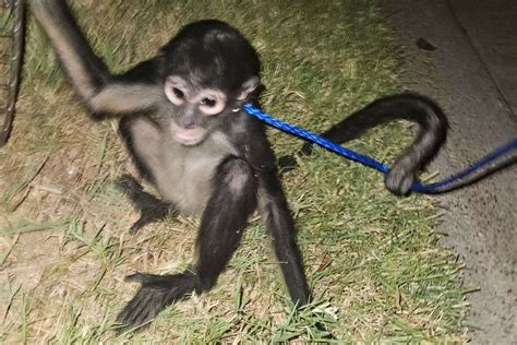 Houston Spider Monkey Rescued From Under Truck After Escape