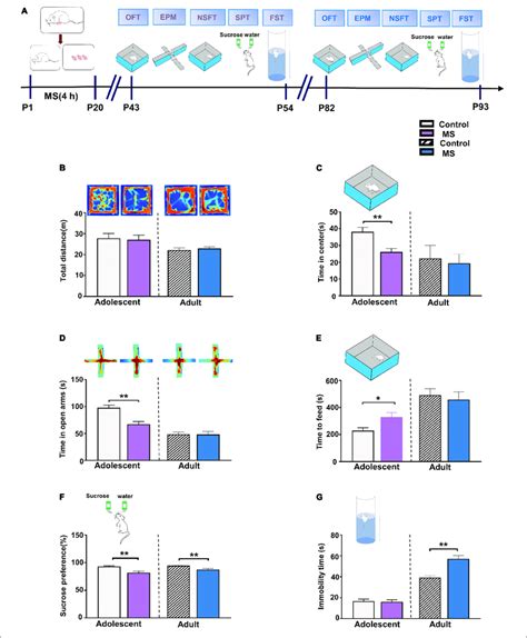 Maternal Separation Induces Different Behaviors In Adolescent And