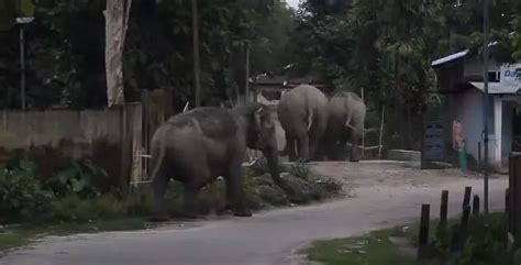 Assam Herd Of Wild Elephants Continue Wrecking Havoc