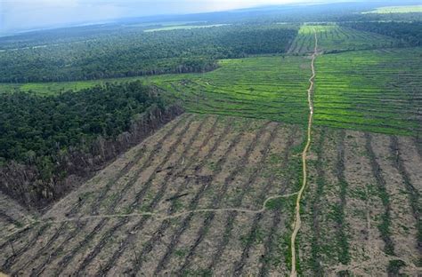 Dados Do Inpe Indicam Que Desmatamento Na Amazônia Caiu Em Janeiro Em
