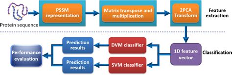 Schematic Flow Chart Of Our Model For Predicting Potential Ppis