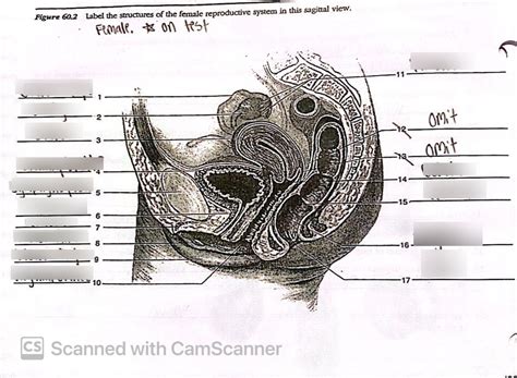 Female Reproductive System Diagram Diagram Quizlet