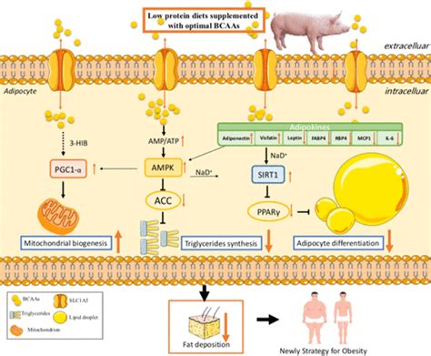 不同比例的支链氨基酸调节育肥猪模型中的脂质代谢 Journal Of Agricultural And Food Chemistry X Mol