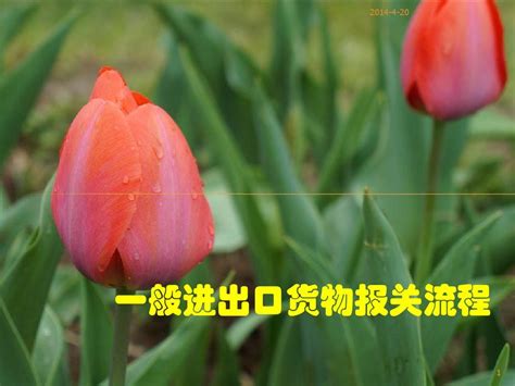 一般进出口货物的报关程序word文档在线阅读与下载无忧文档