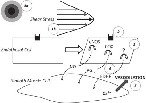 Endothelium Dependent Dilation Download Scientific Diagram