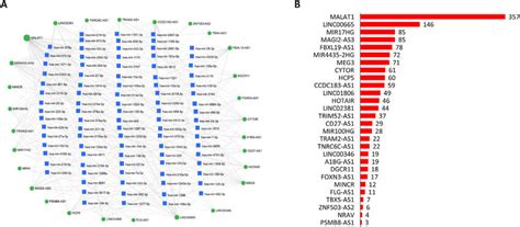 Lncrna Mirna Interaction Networks Showing The A De Lncrnas In Common