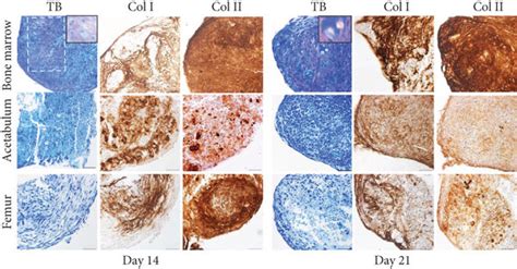 Chondrogenic Differentiation In Suspension Condition Cells Were
