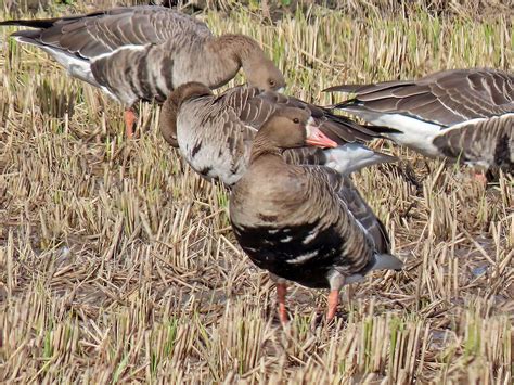 マガン 2021 12 04 日本の野鳥識別図鑑
