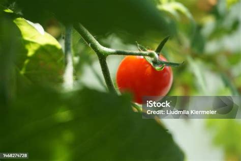나뭇 가지에 빨간 토마토가 닫힙니다 화창한 날에는 빨간 익은 둥근 토마토가 나뭇 가지에 매달려 있습니다 건강한 식생활에 대한 스톡 사진 및 기타 이미지 Istock