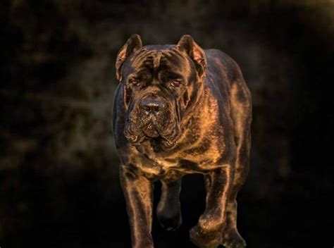 Cane Corso A Majestic Breed