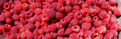 Prune Raspberry Canes
