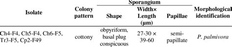 Morphological Characteristics Of Isolated Phytophthora Sp Causing