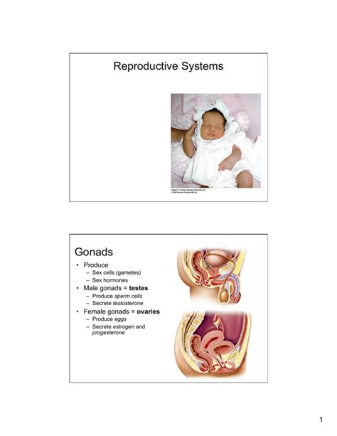 Reproductive Systems Gonads 1 • Produce