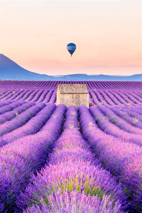 Serene Lavender Fields In Valensole Plateau Provence France A