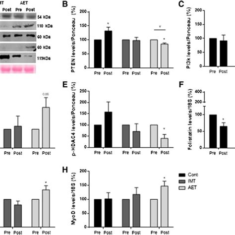 A Representative Western Blots For Statistical Results Protein